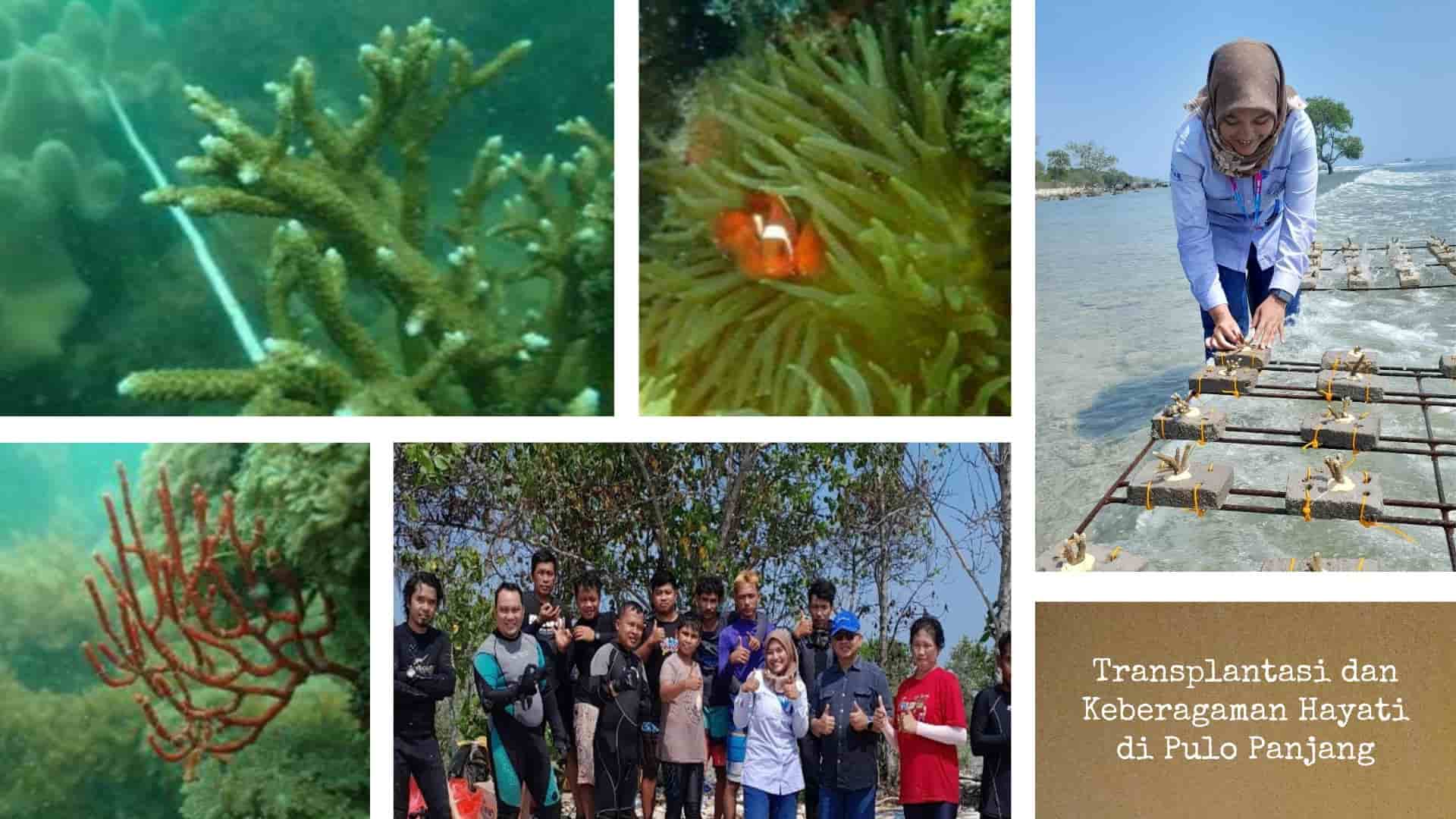 Transplantasi dan Keberagaman Hayati di Perairan Utara Pulau Panjang ...