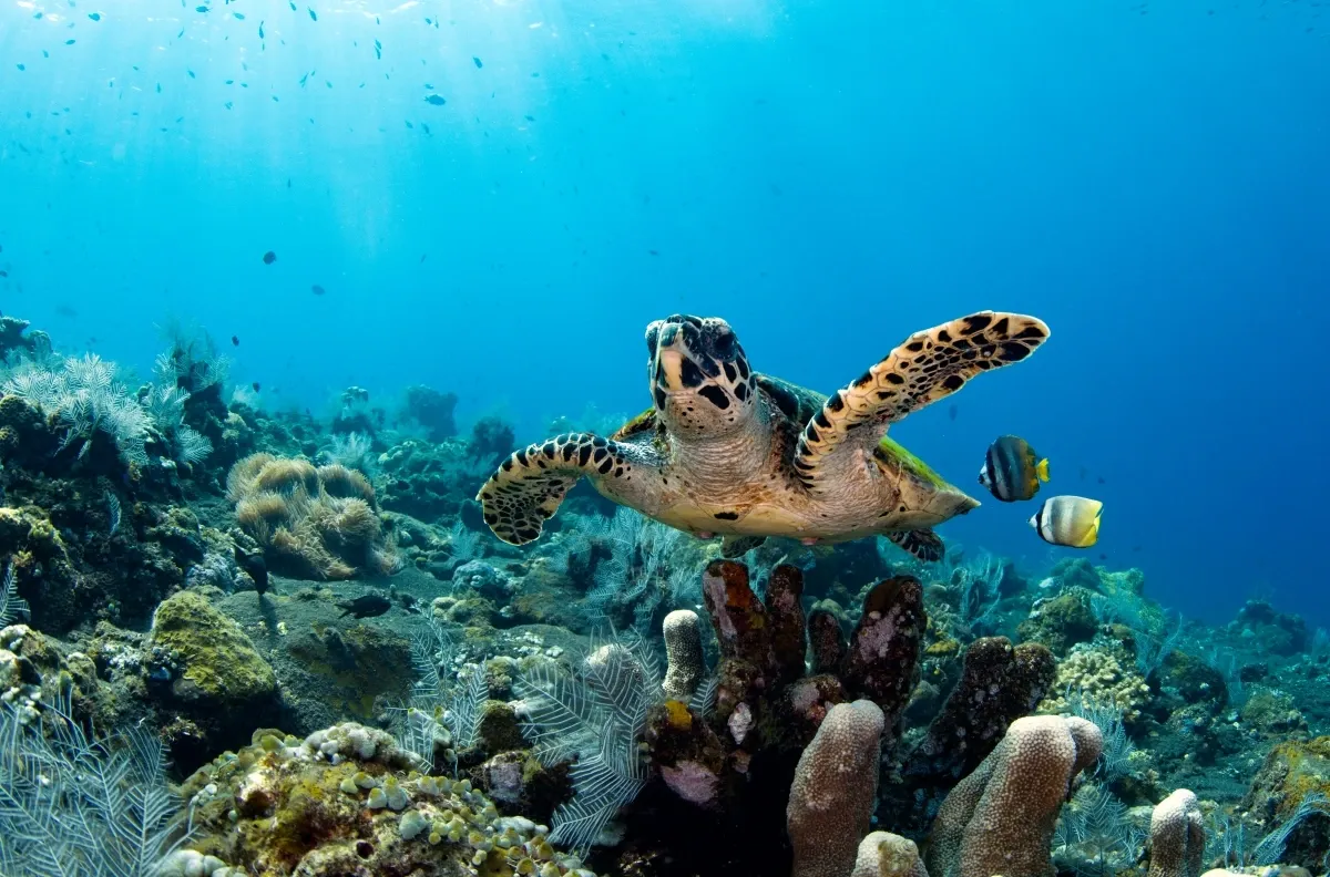 How to Preserve the Sea in 7 Simple Actions, Take Note! | Chandra Asri